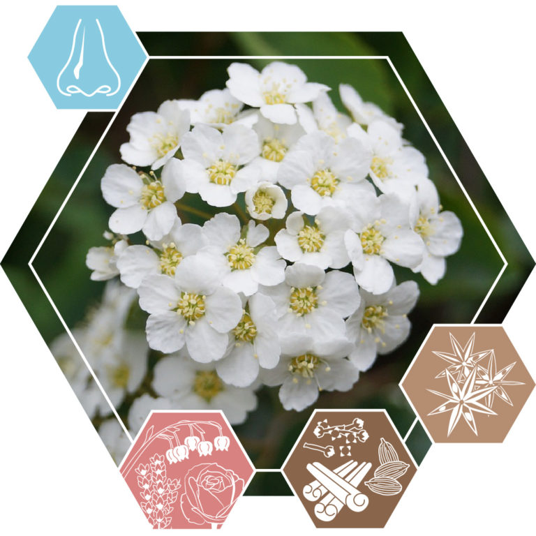 Geurgrondstof - Pagina 2 van 23 - Hekserij : Hekserij